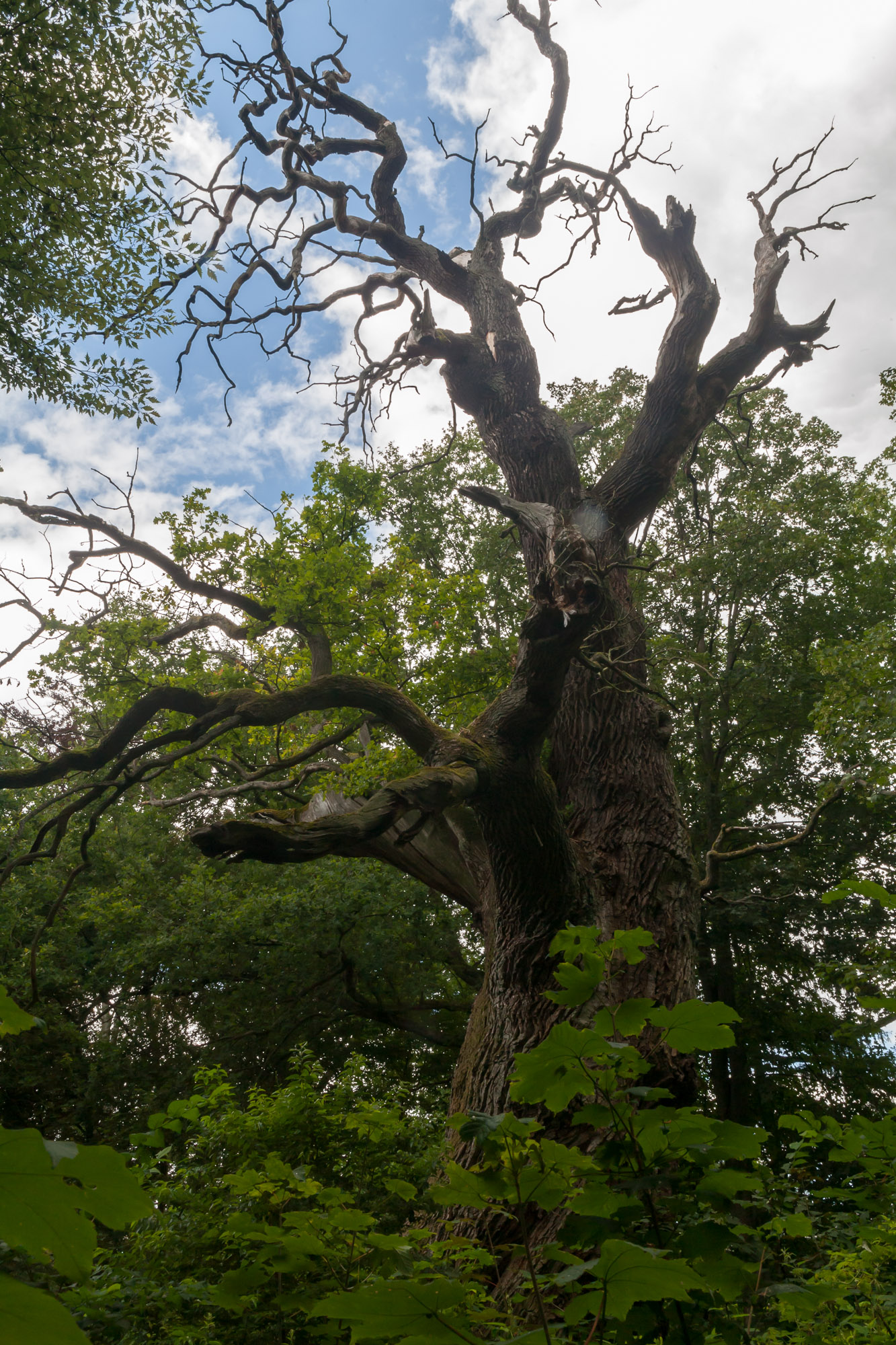 Eichen im Schlosspark Gadow - photo auge