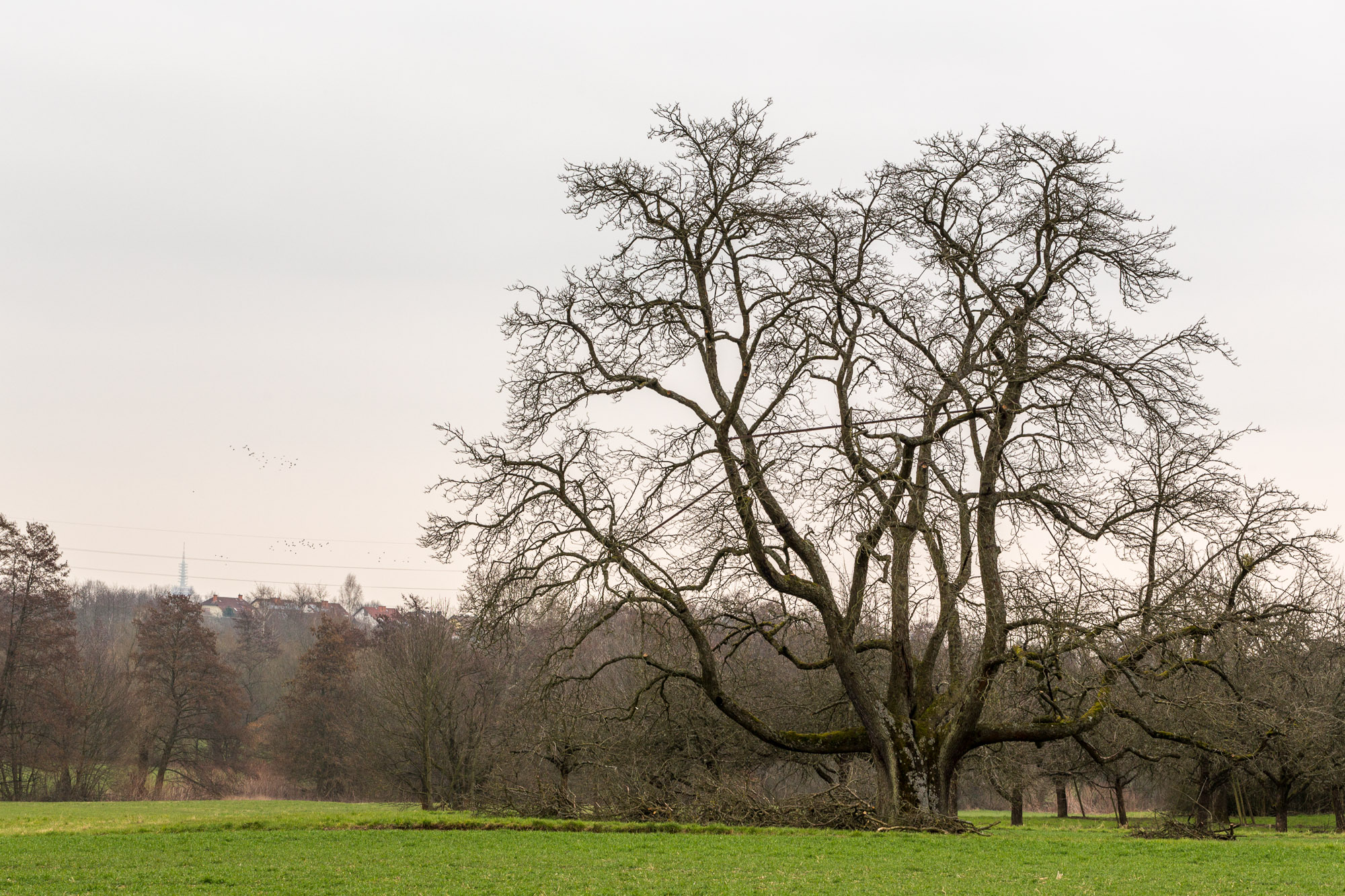 Speierling - Sorbus domestica - photo auge