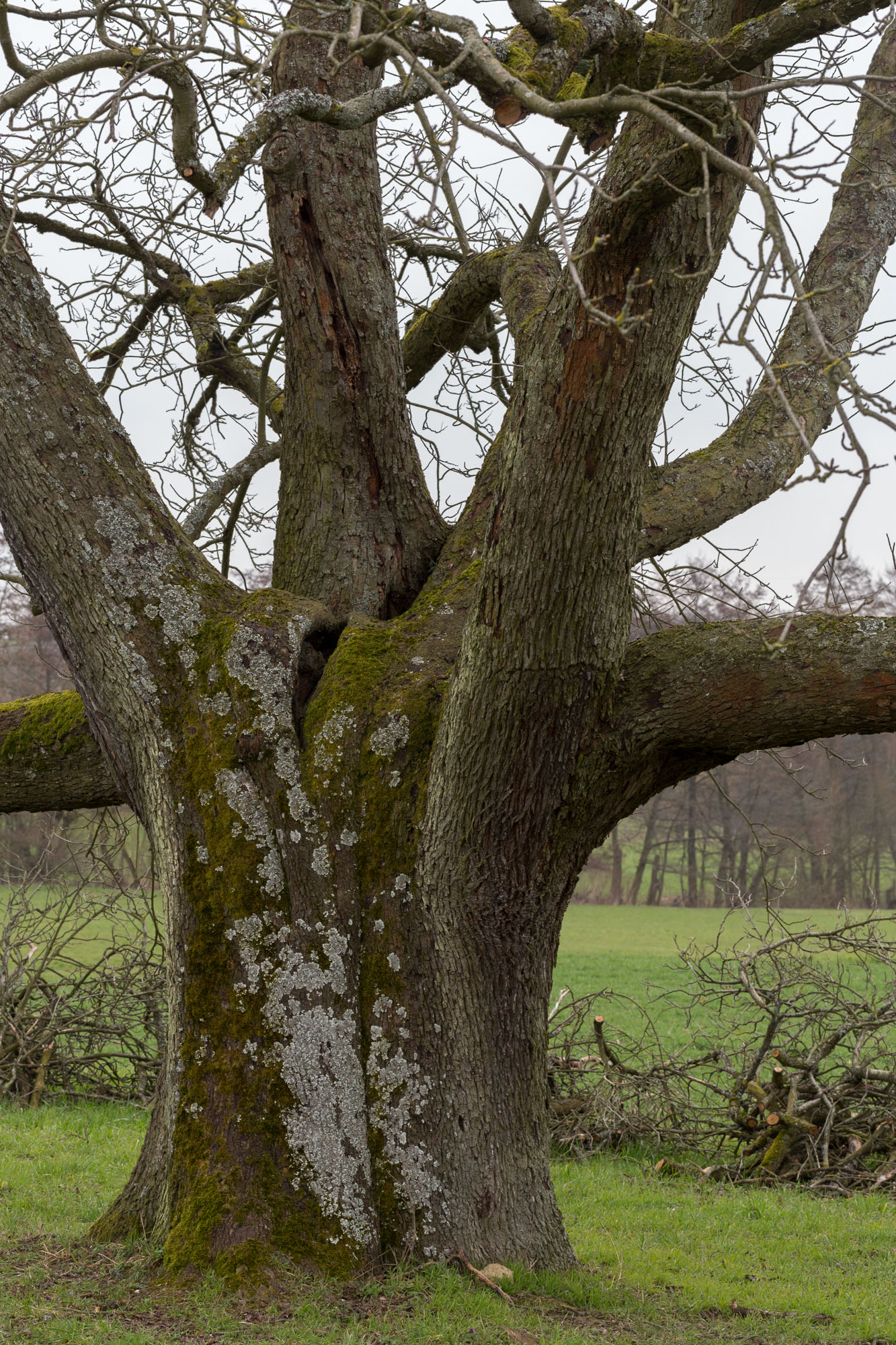 Speierling - Sorbus domestica - photo auge