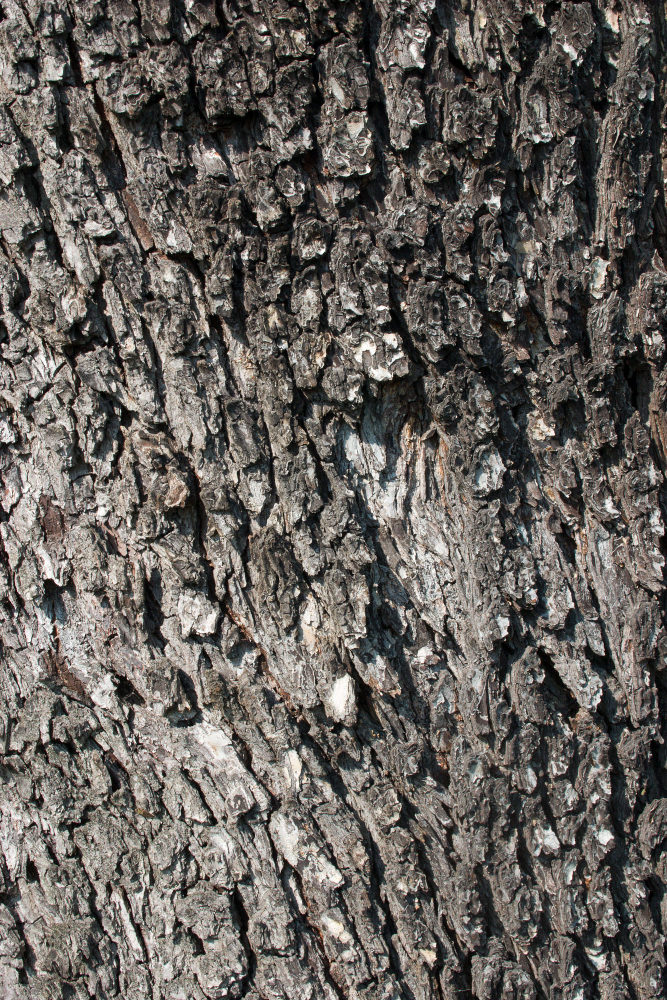 Speierling - Sorbus domestica - photo auge