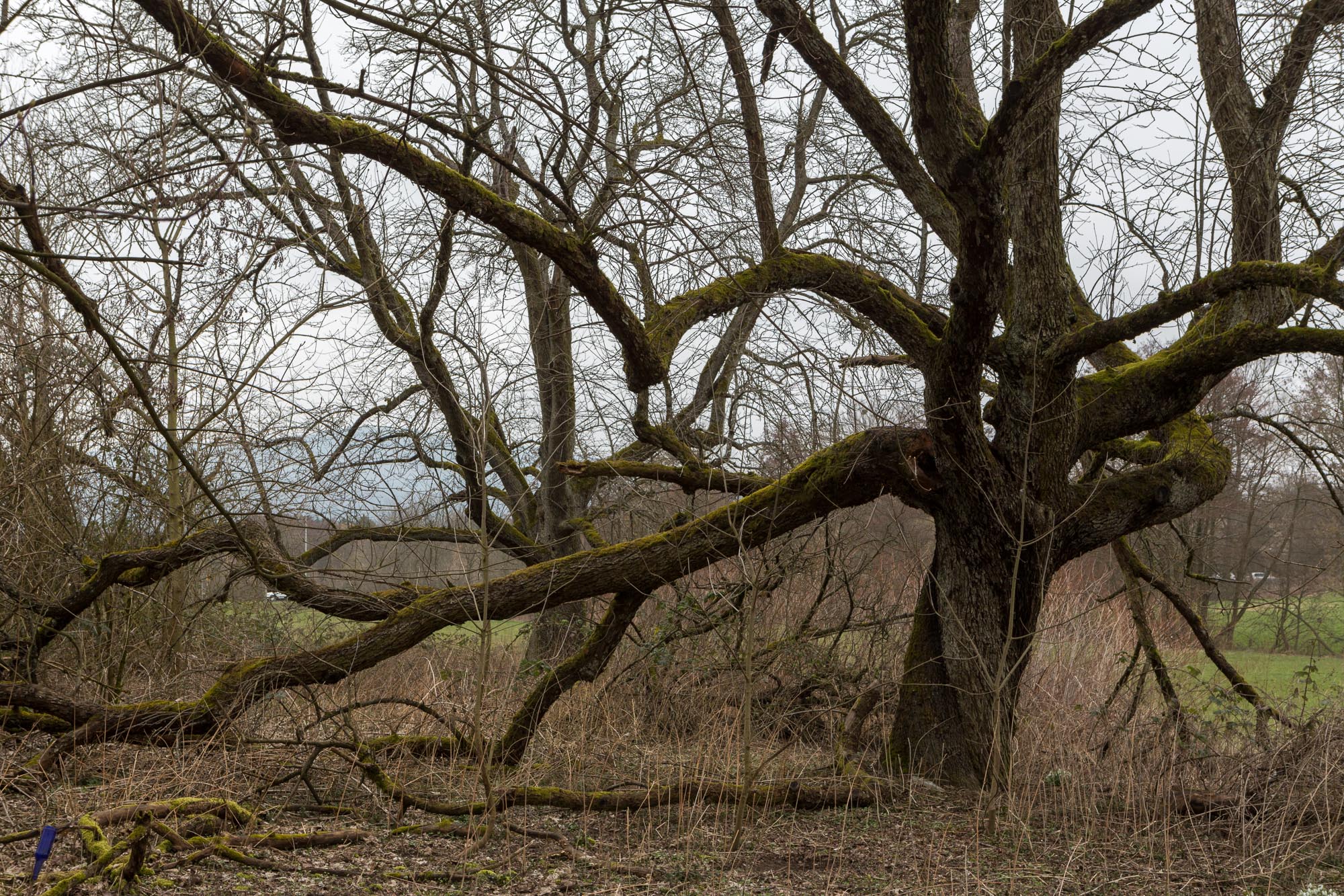 Speierling - Sorbus domestica - photo auge
