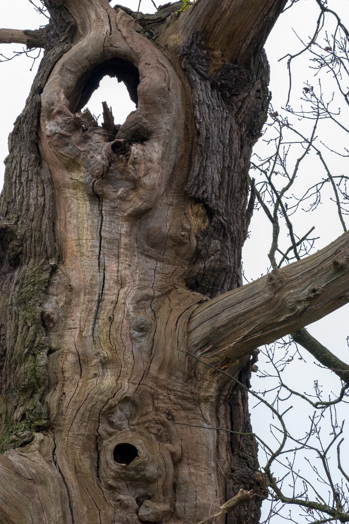 Dicke Margarete in Beberbeck - photo auge