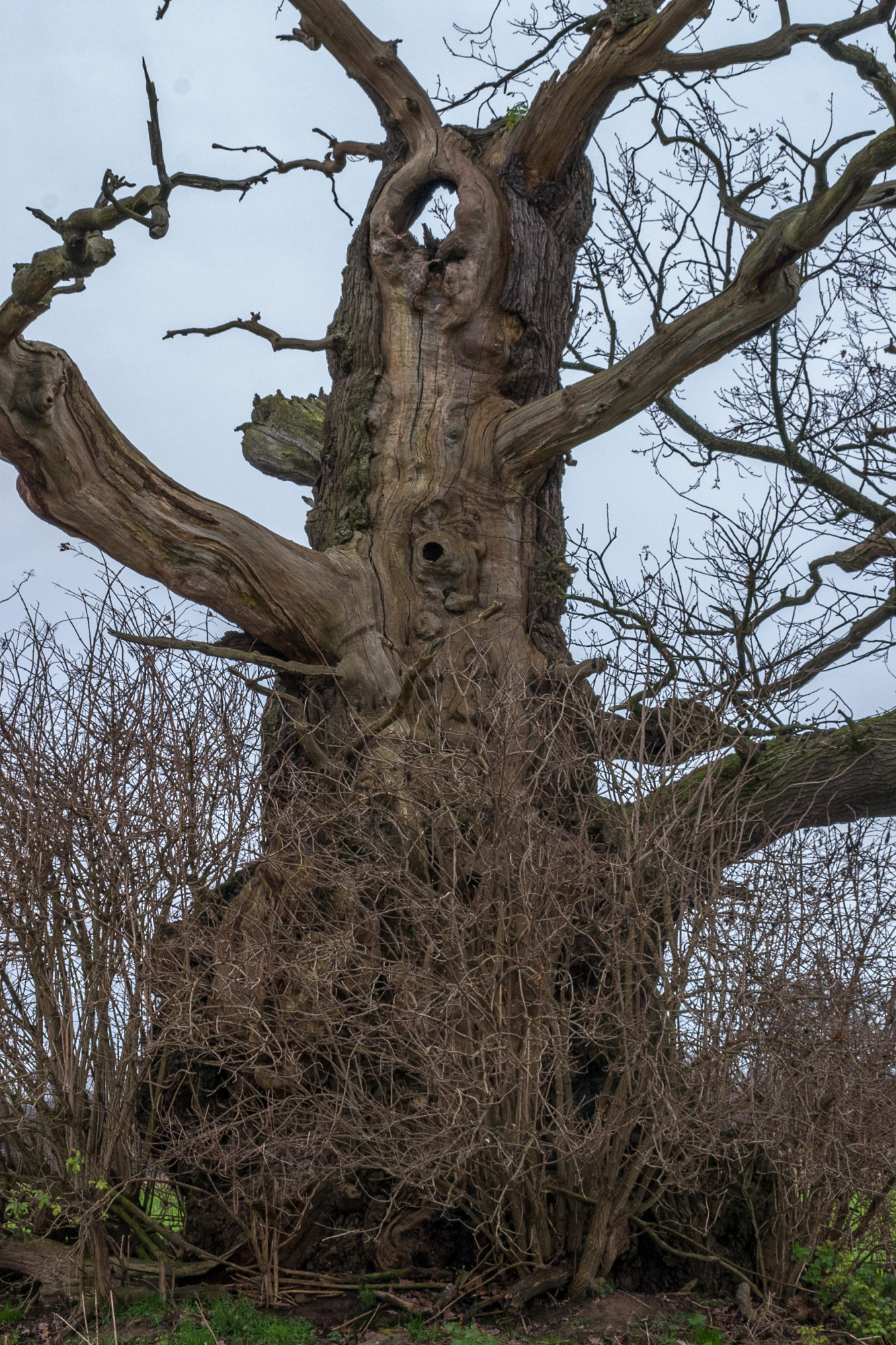 Dicke Margarete in Beberbeck - photo auge