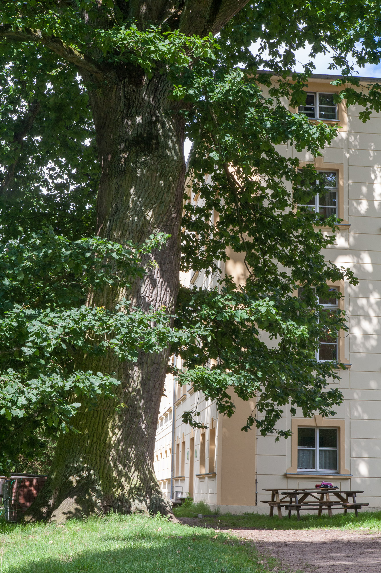 Eichen im Schlosspark Gadow - photo auge