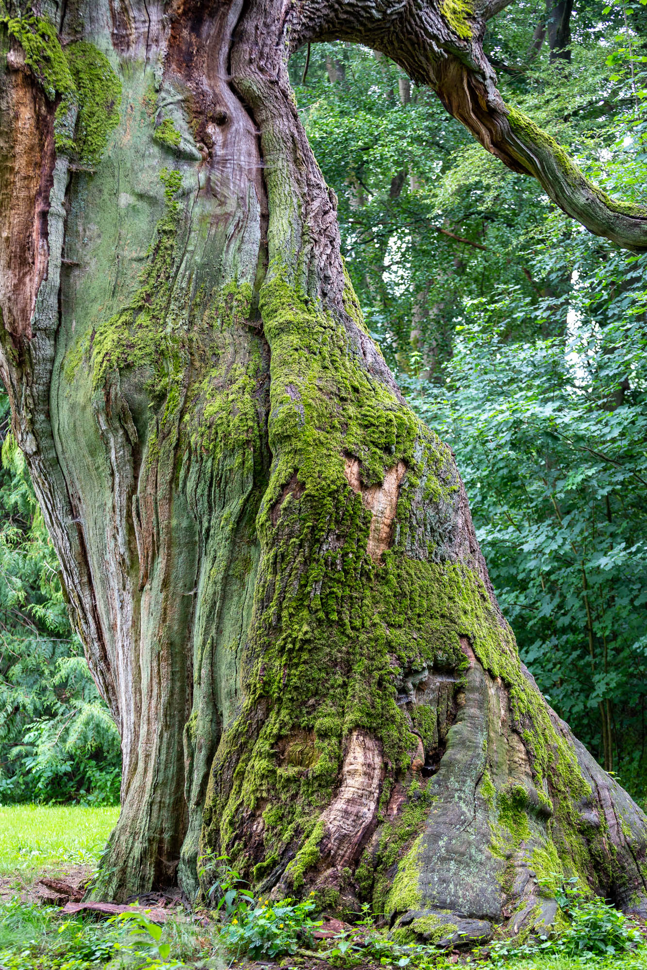 Eichen im Schlosspark Gadow - photo auge