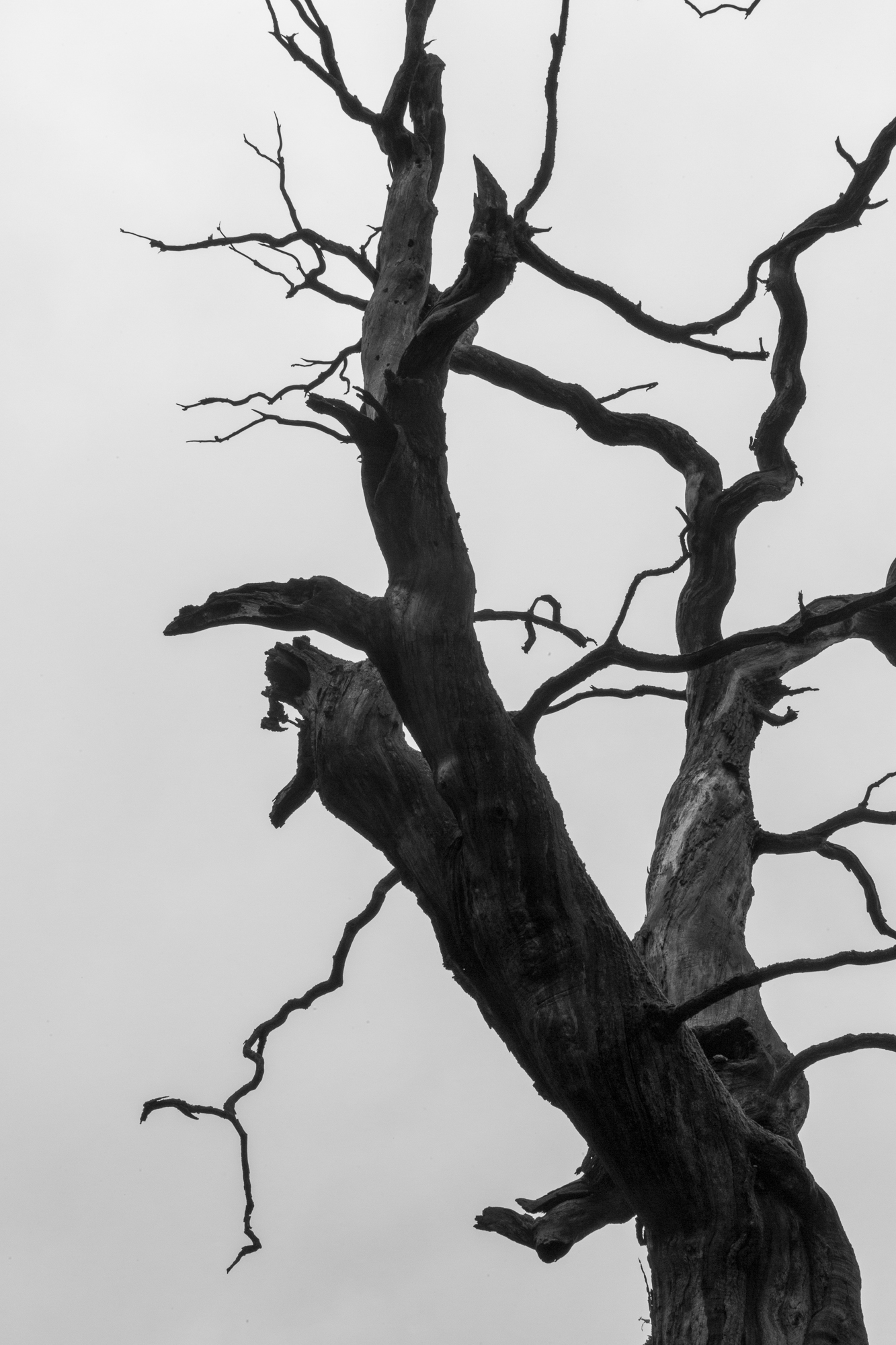 Eichen im Schlosspark Gadow - photo auge