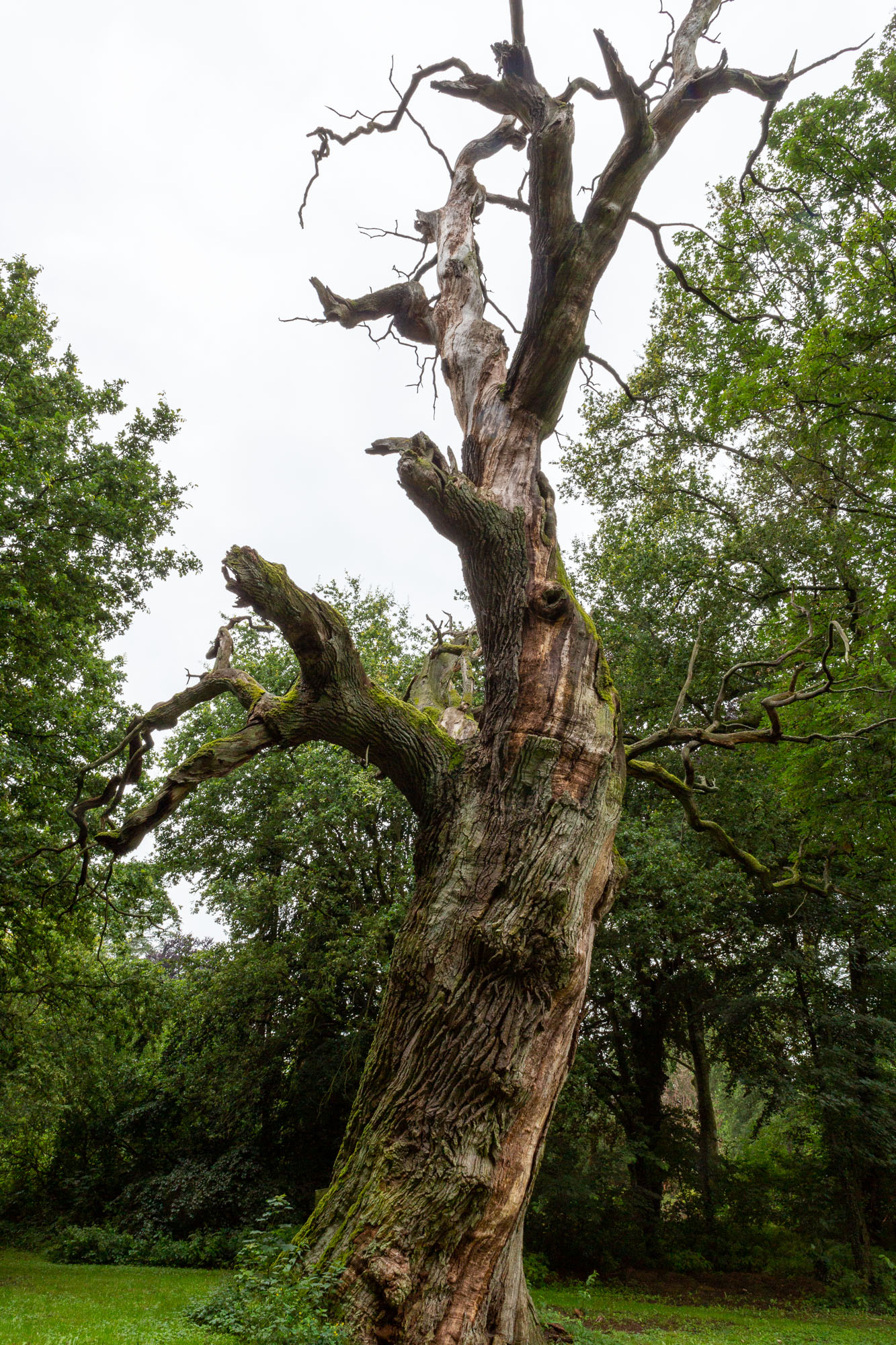 Eichen im Schlosspark Gadow - photo auge