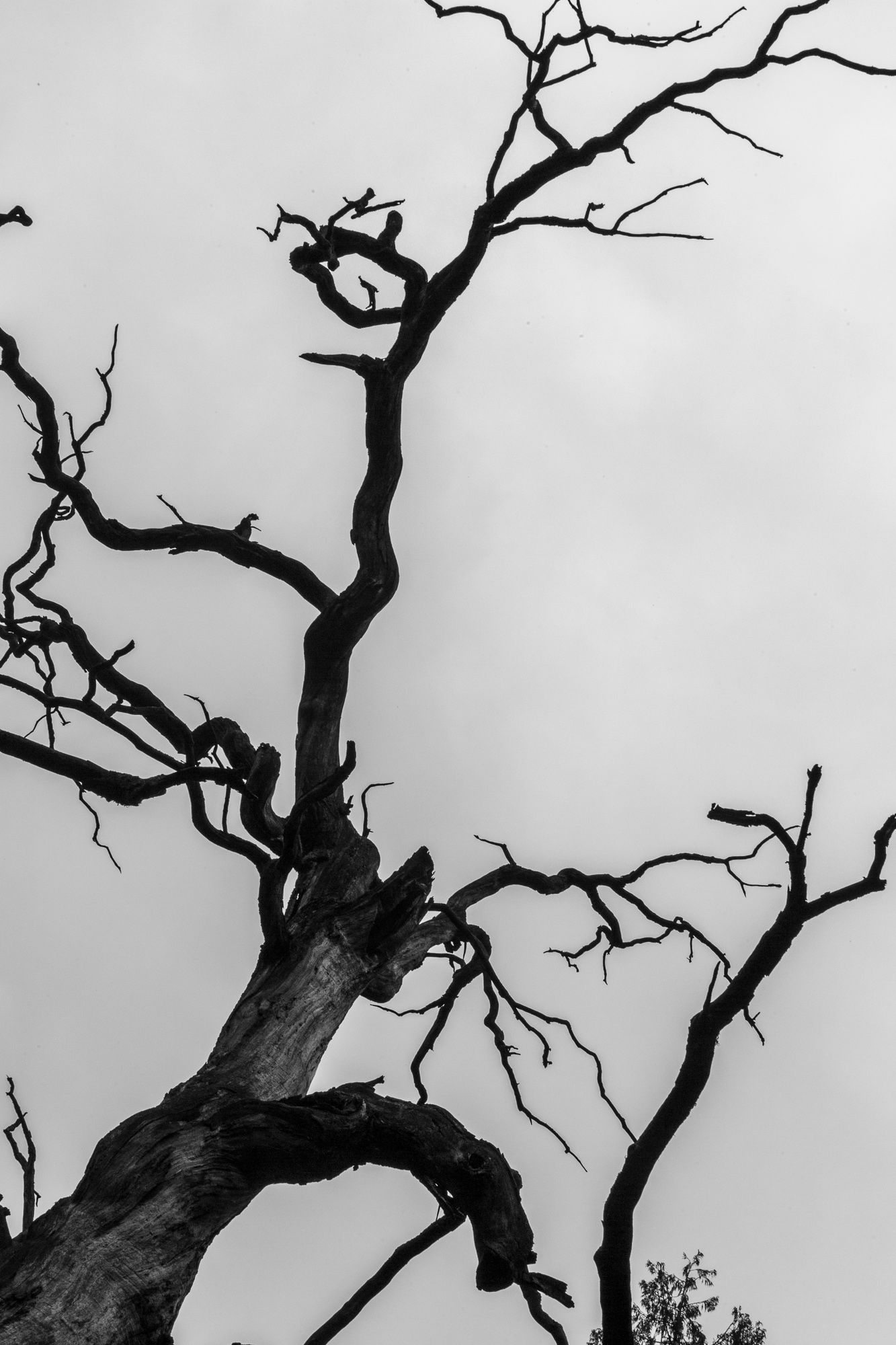 Eichen im Schlosspark Gadow - photo auge