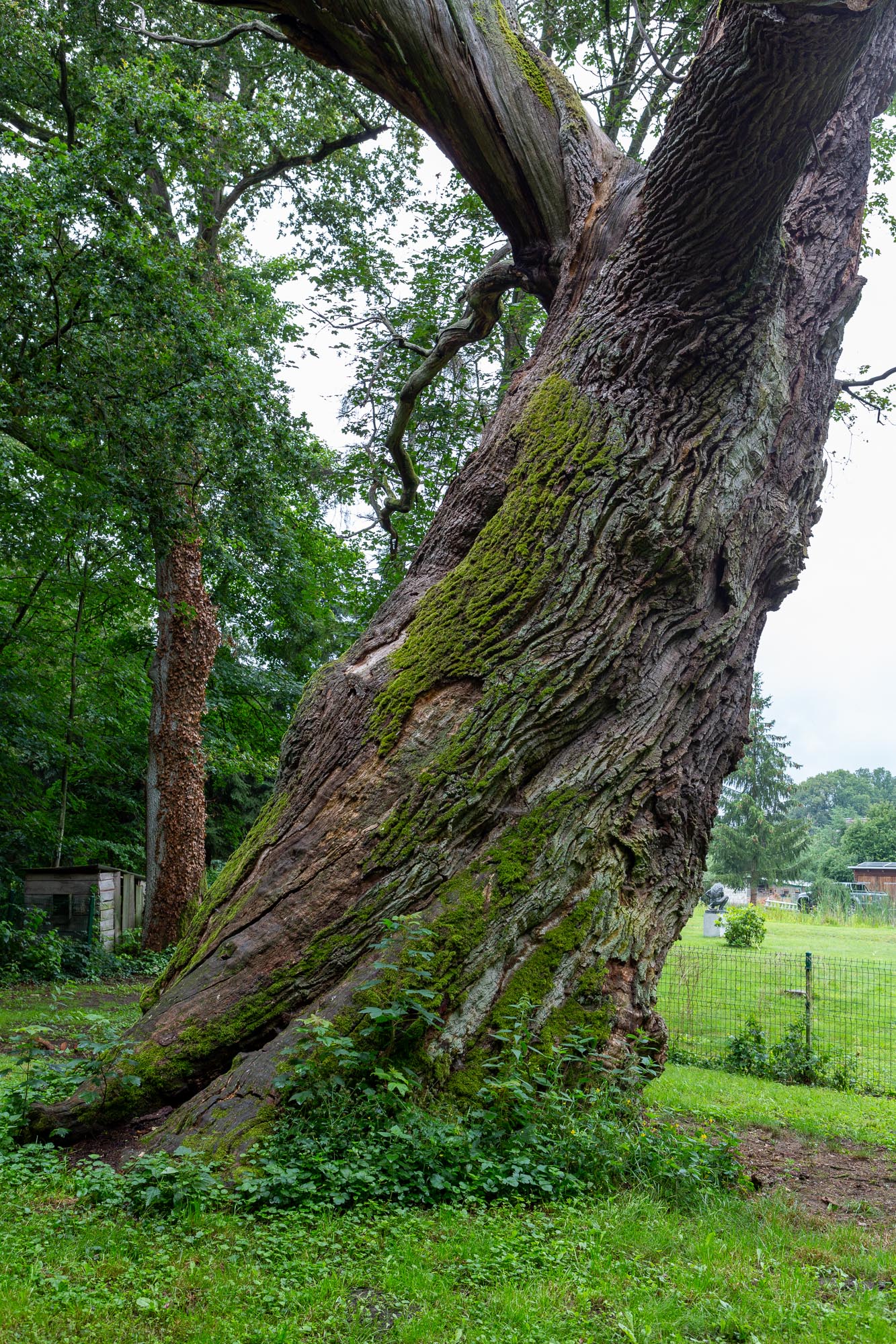 Eichen im Schlosspark Gadow - photo auge