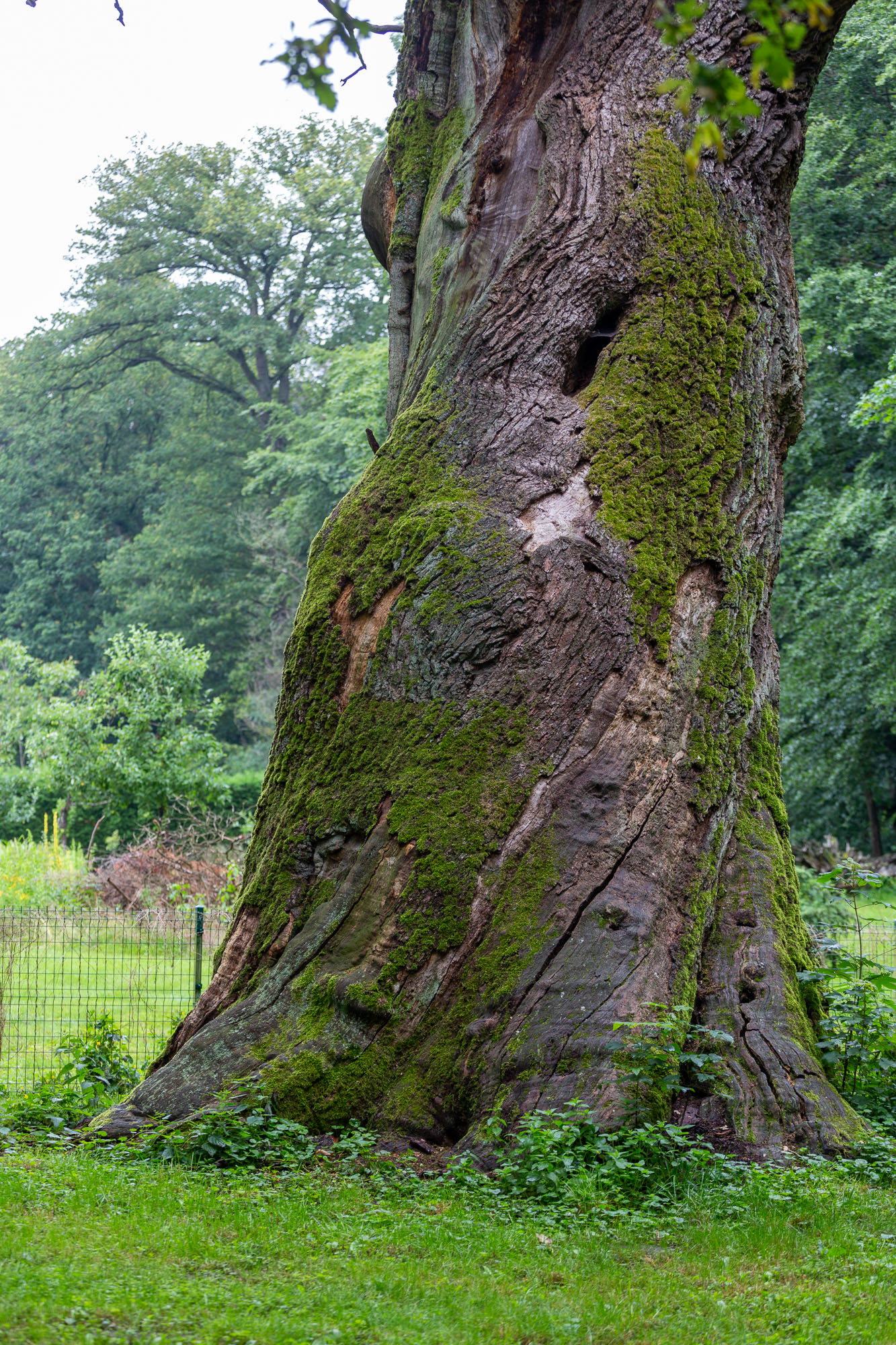 Eichen im Schlosspark Gadow - photo auge