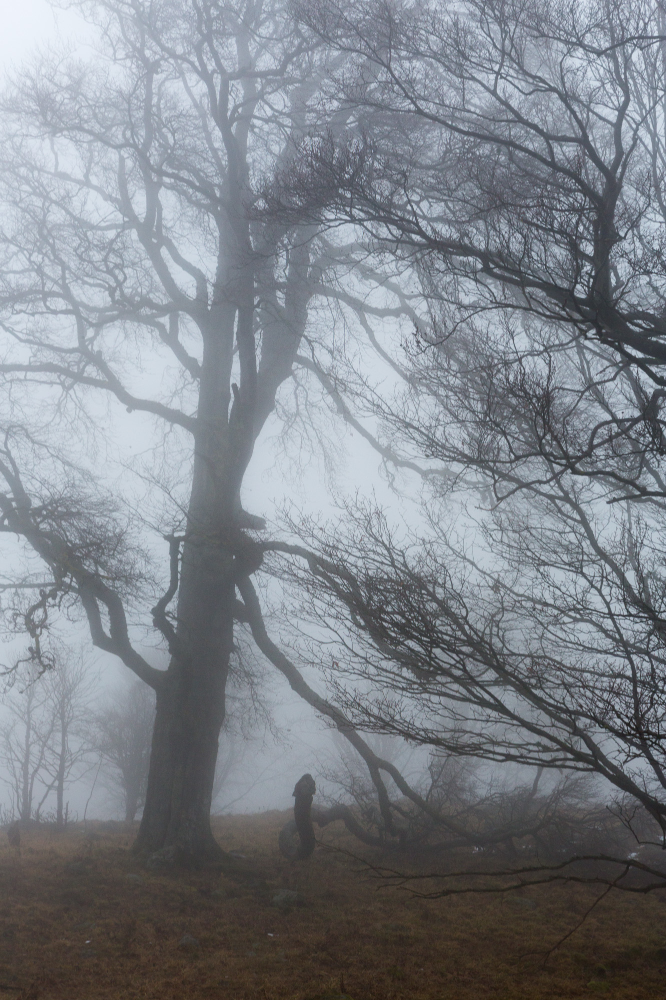 Weidbuchen nahe Rother Kuppe - photo auge