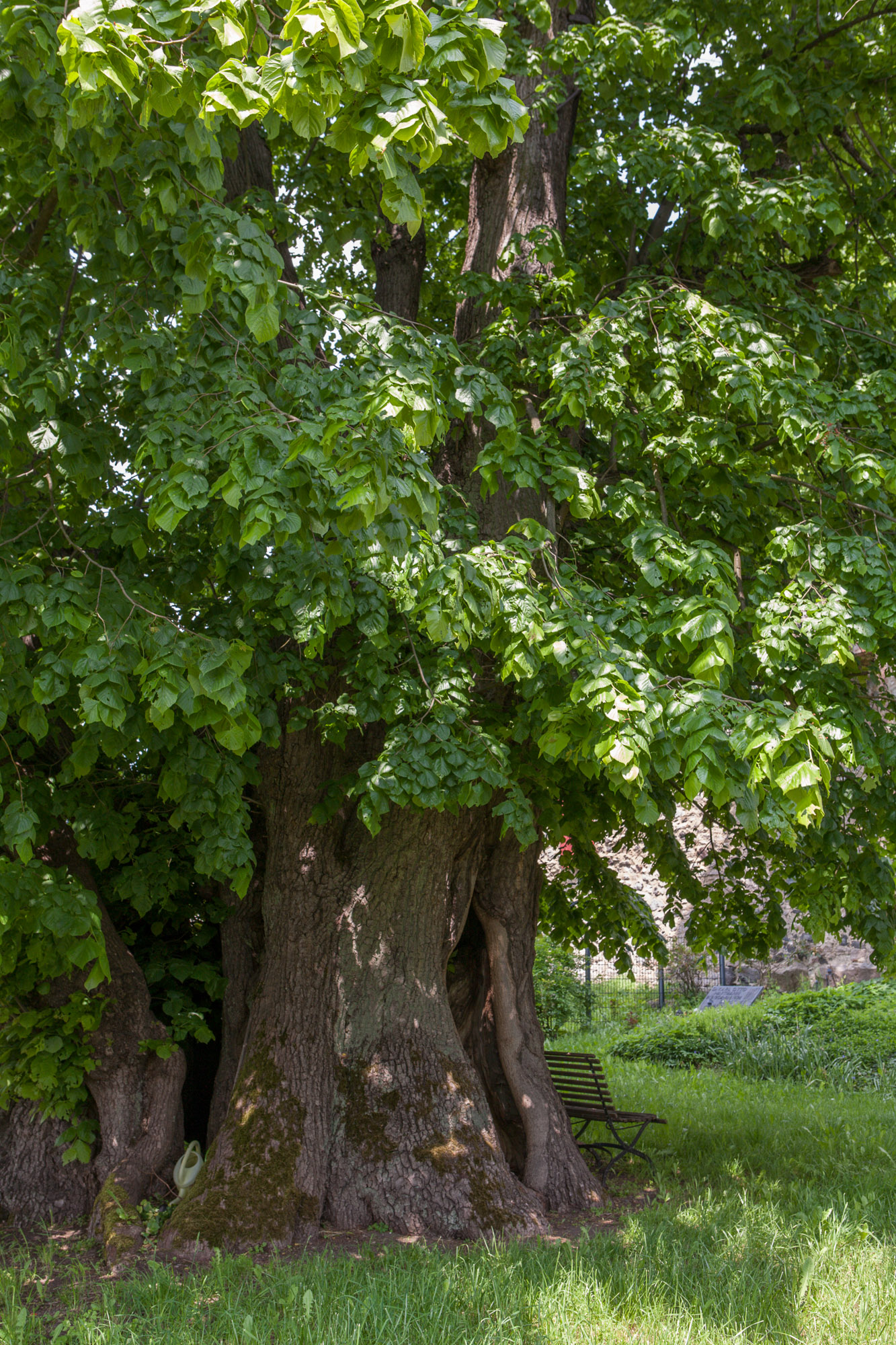 Burglinde Homberg (Ohm) - photo auge