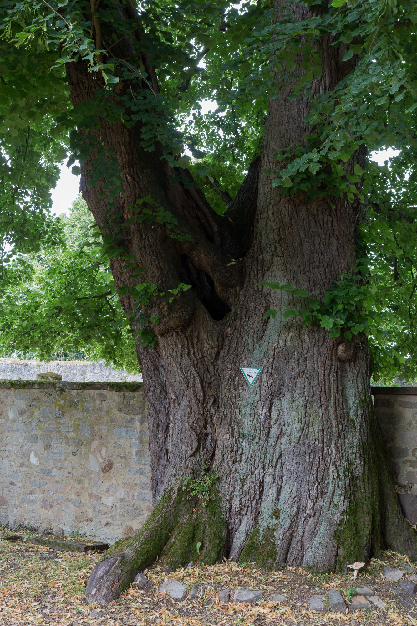 Burglinde Homberg (Ohm) - photo auge