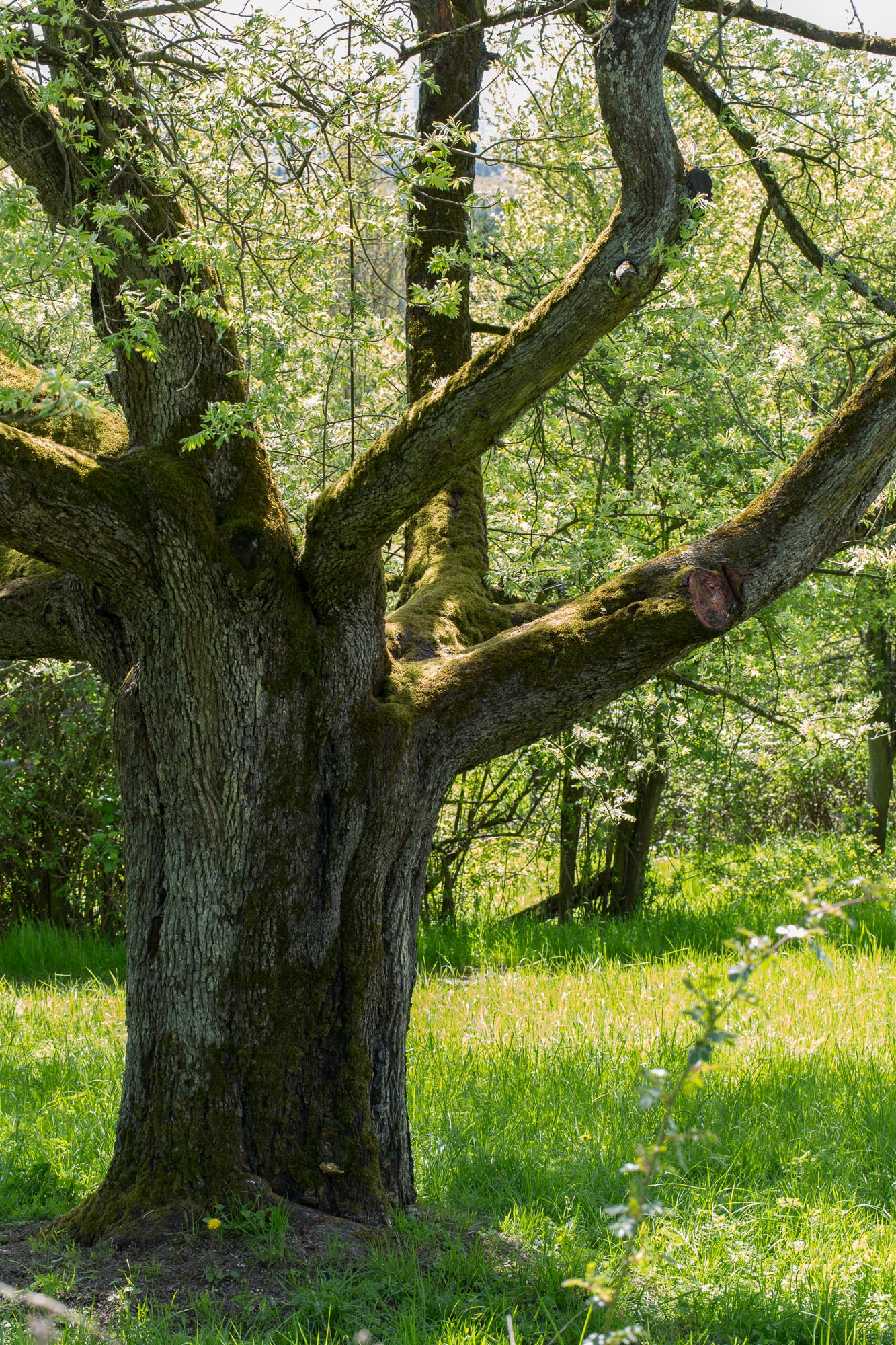 Speierlinge in Frankfurt - photo auge