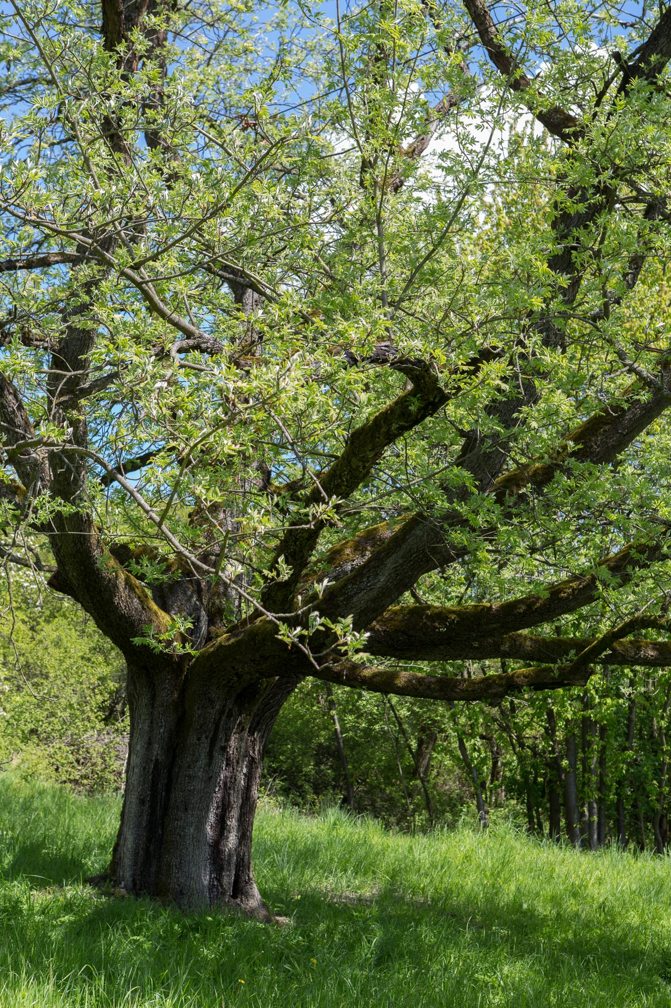 Speierlinge in Frankfurt - photo auge