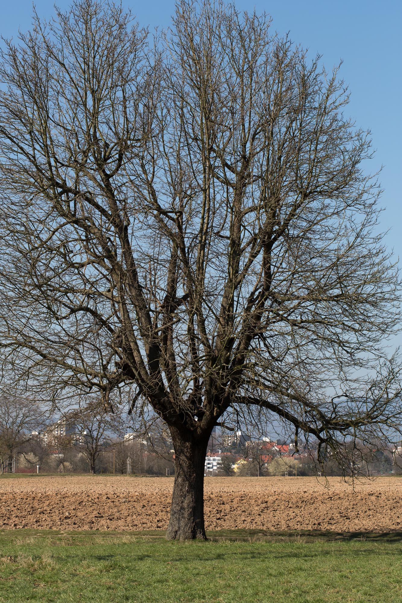 Speierlinge in Frankfurt - photo auge