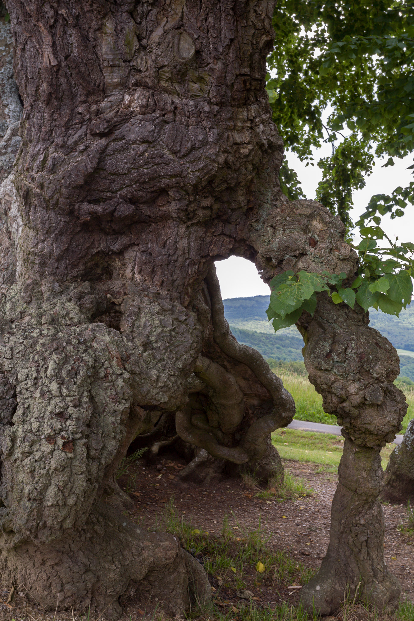 1000-jährige Linde in Reinborn - photo auge