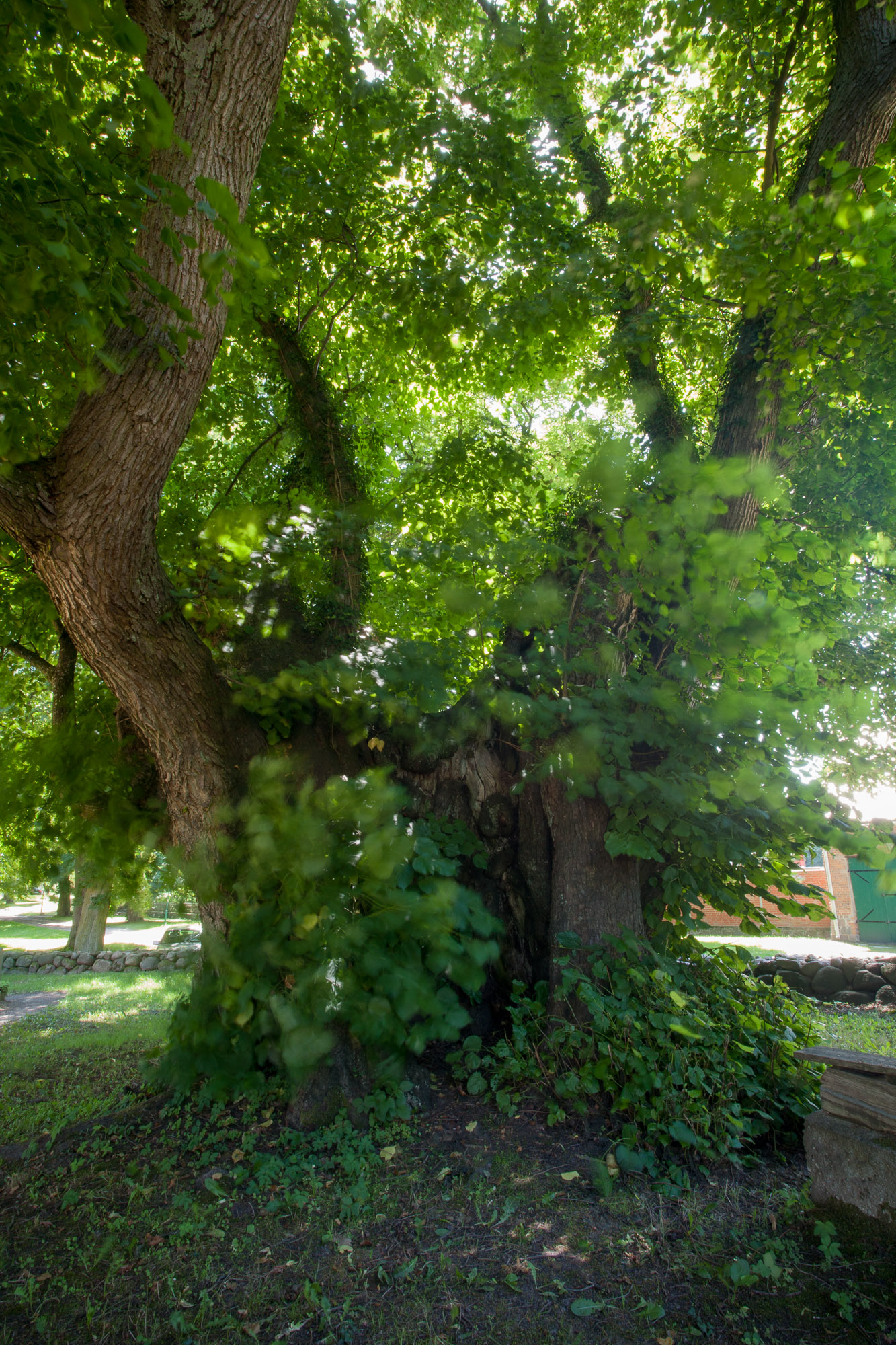 Glockenlinde in Walkendorf - photo auge