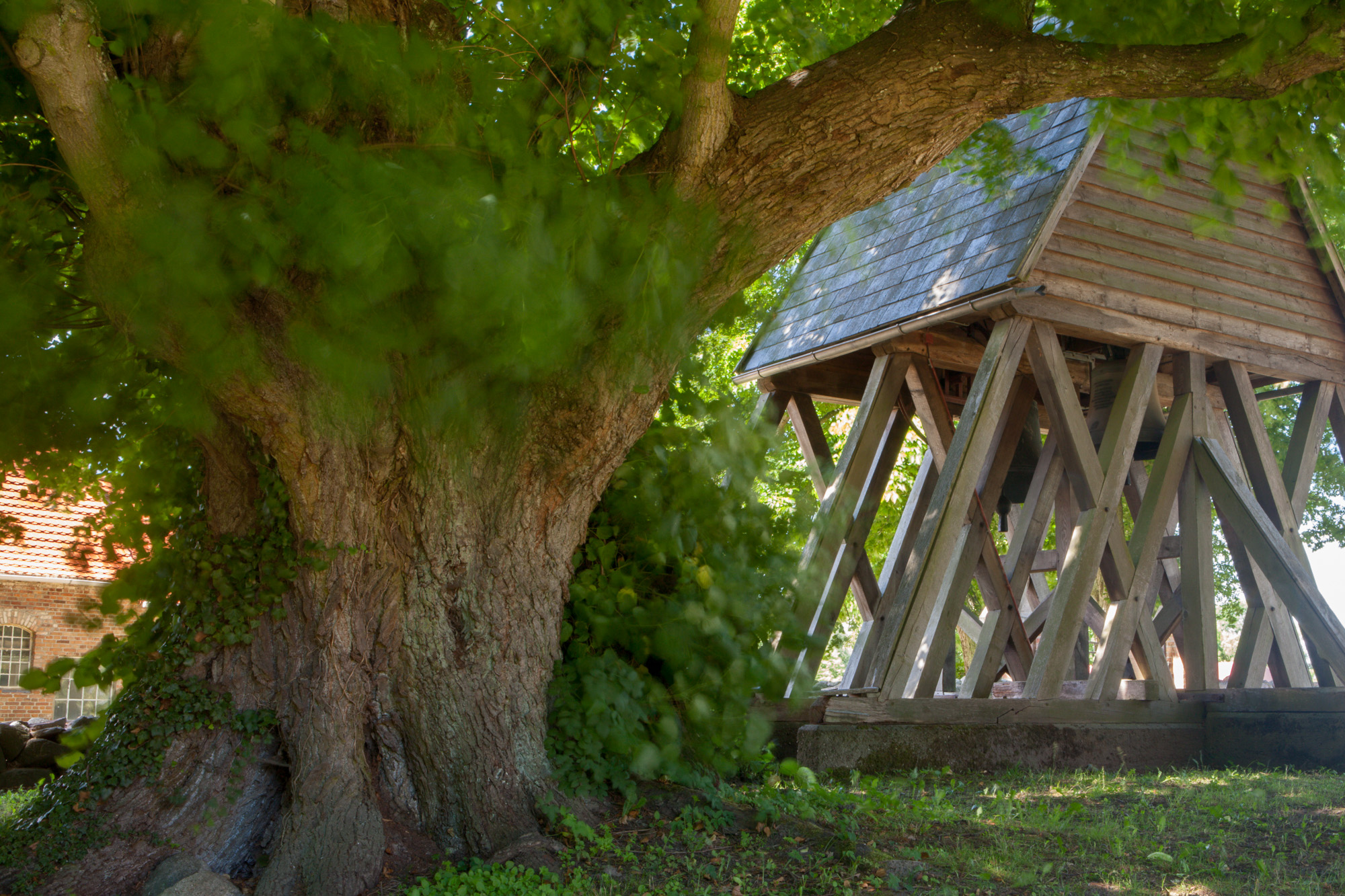 Glockenlinde in Walkendorf - photo auge